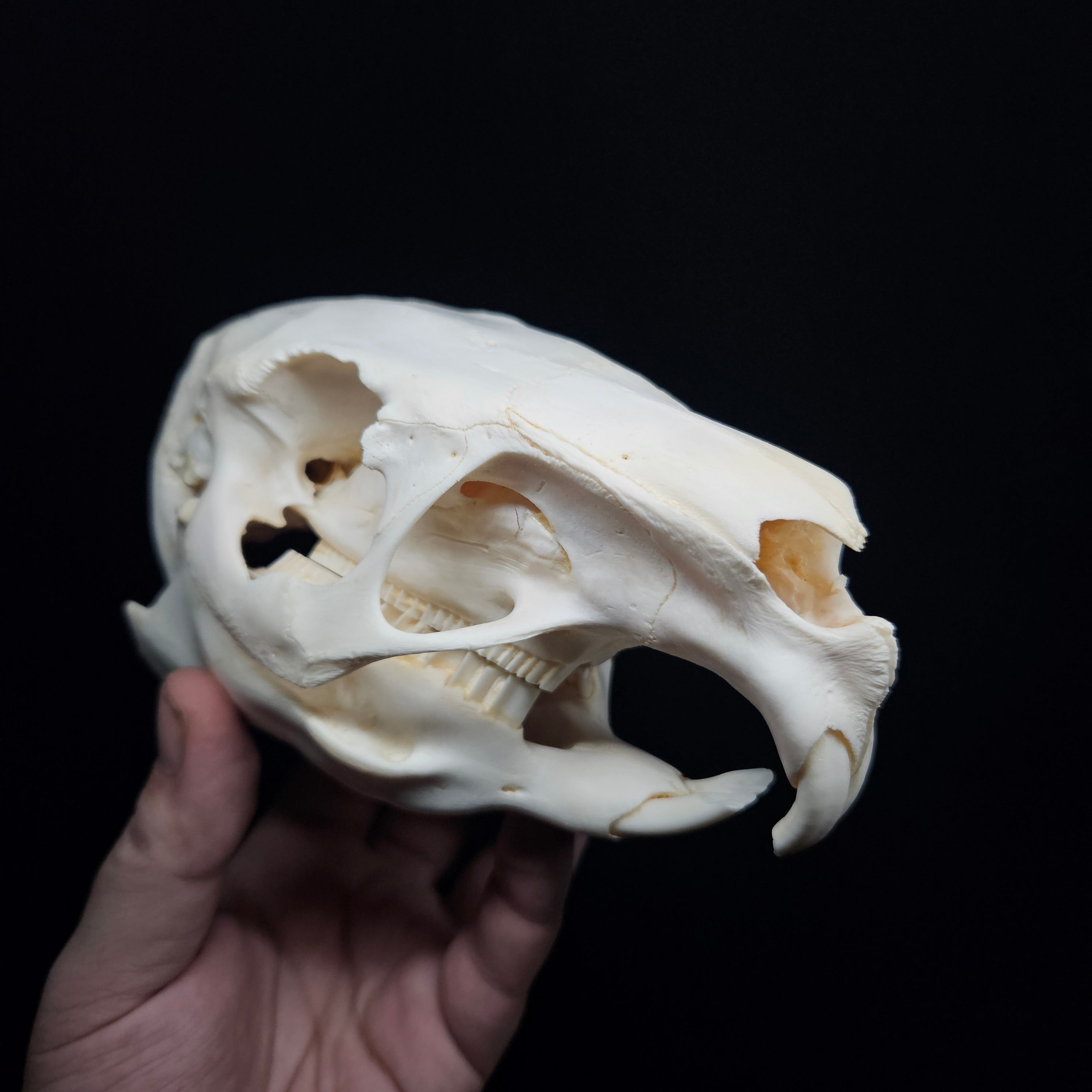 Female Capybara Skull – Ornithological Osteology
