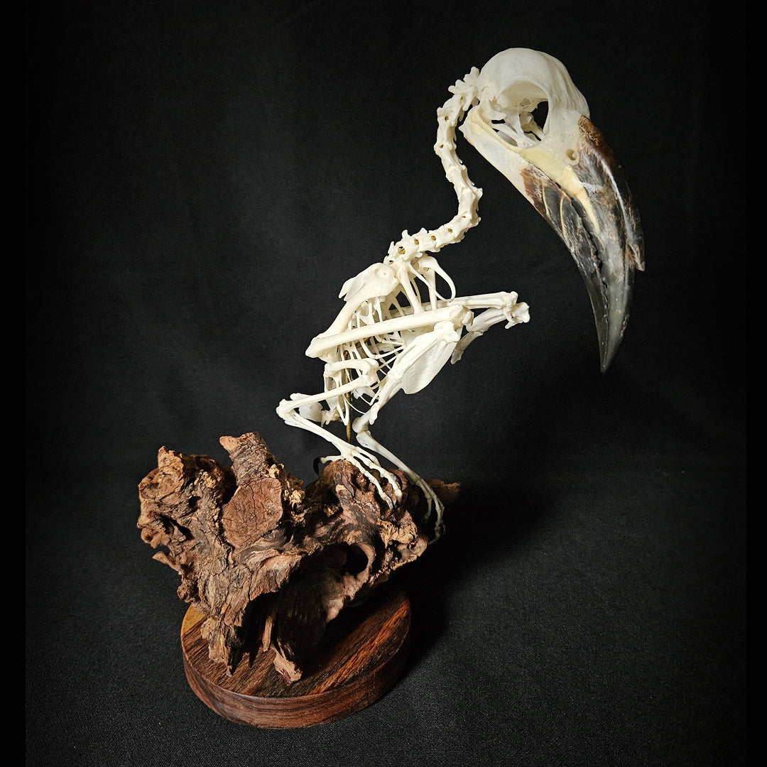Mammals – Ornithological Osteology