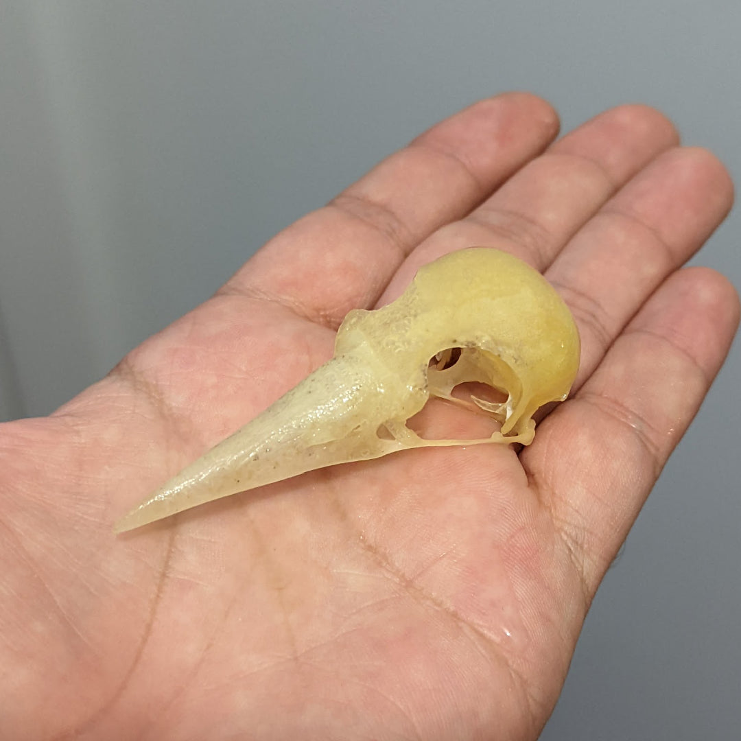 Ornithological Osteology: Bird Skull Cleaning Guide