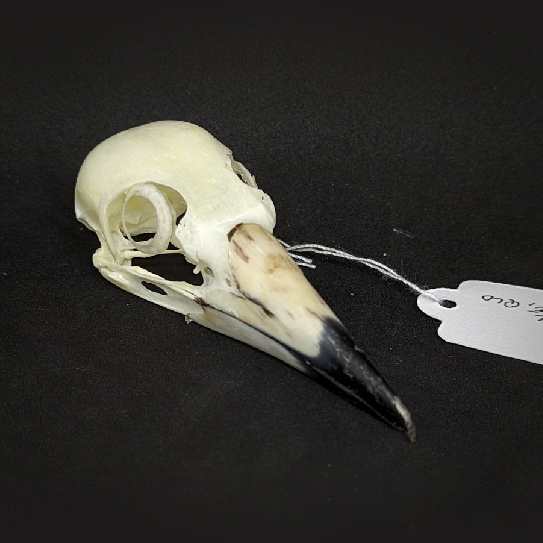 Ornithological Osteology: Bird Skull Cleaning Guide