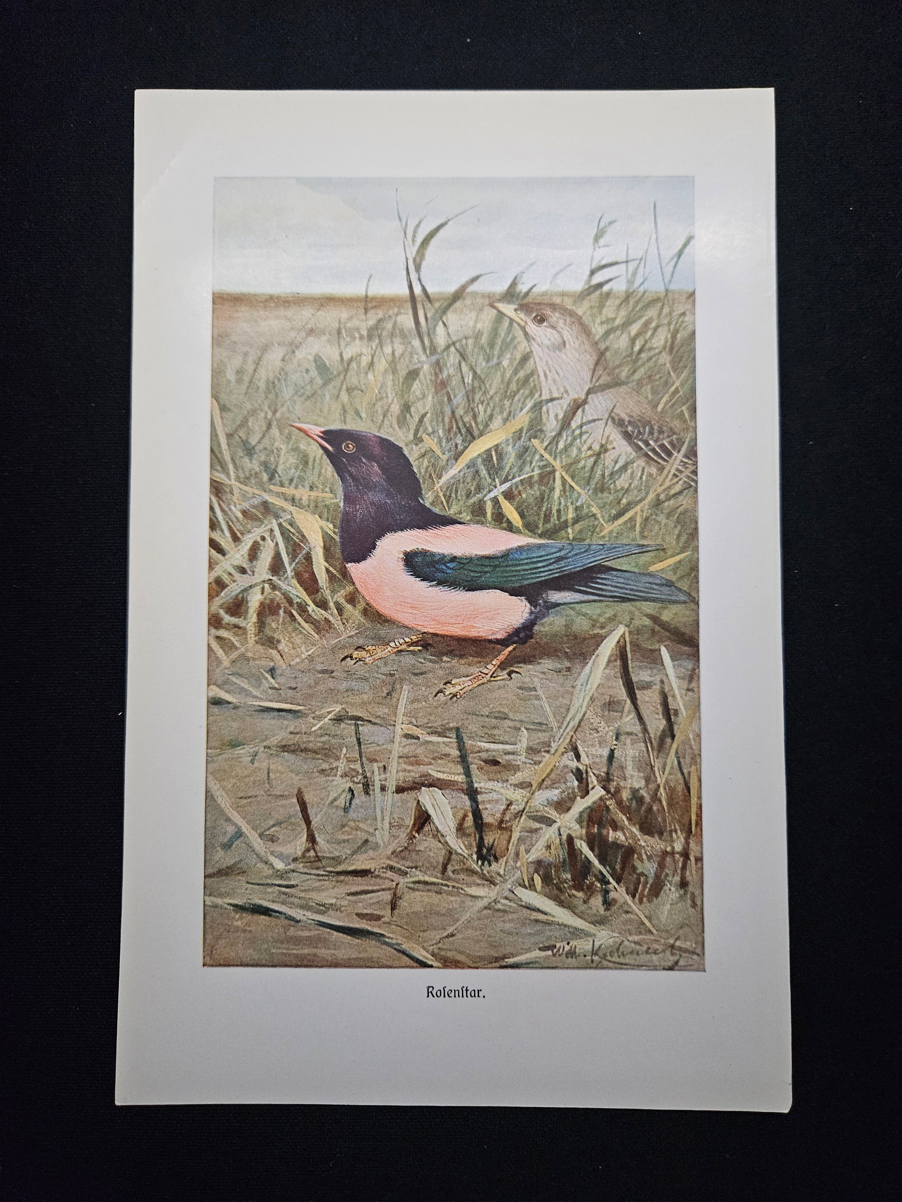 Rosy Starling Print – Ornithological Osteology