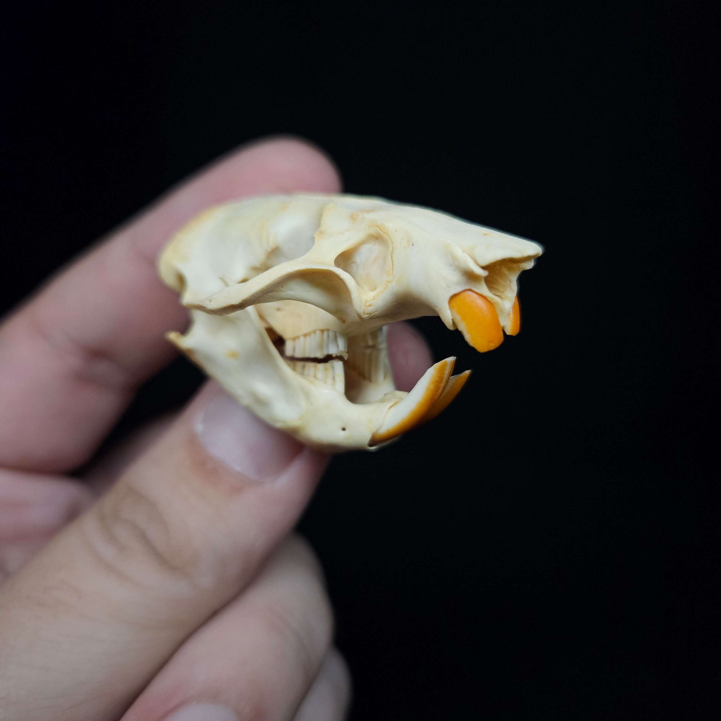 Transbaikal Zokor Skull (B-grade) – Ornithological Osteology