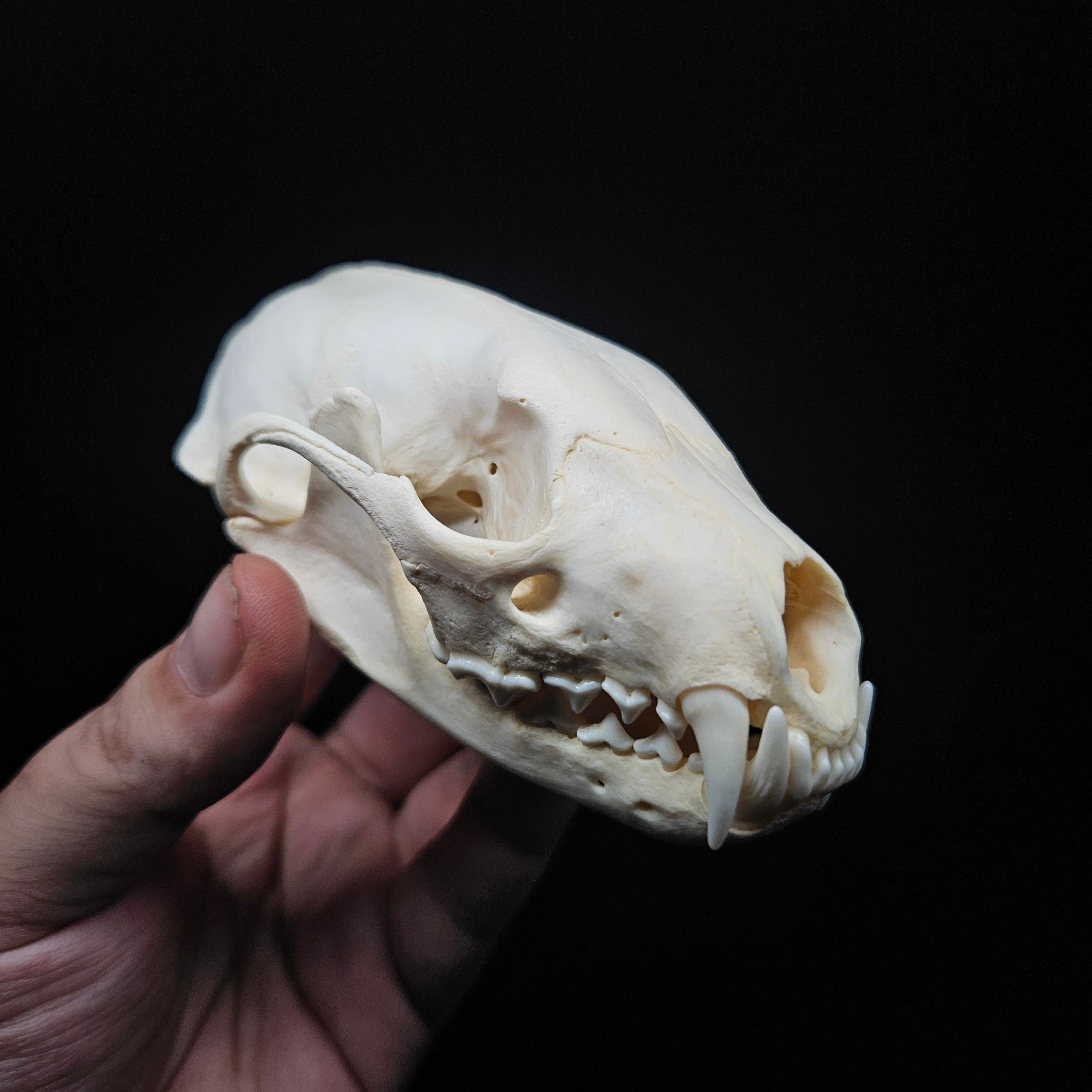 Female Fisher Skull #2 – Ornithological Osteology